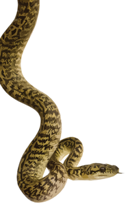 Python: First Slithers » Raspberry Pi Geek